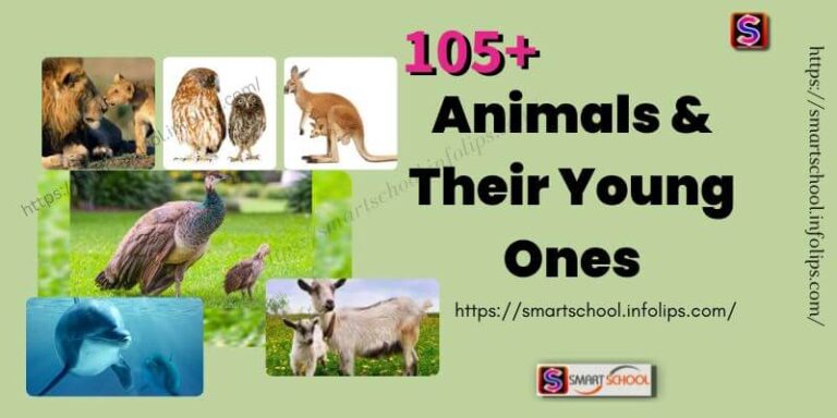 105+ Animals and their young ones - Complete List - Smart School Infolips